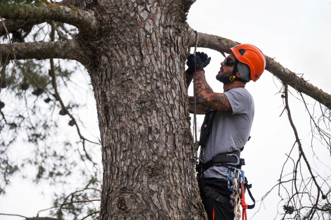 Certified Arborist in Phoenix - Phoenix Arborist
