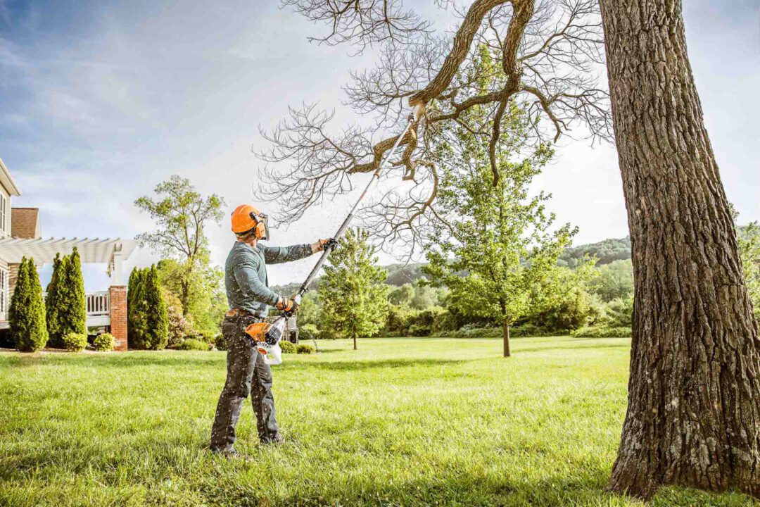 Tree Trimming in Phoenix - Phoenix Arborist